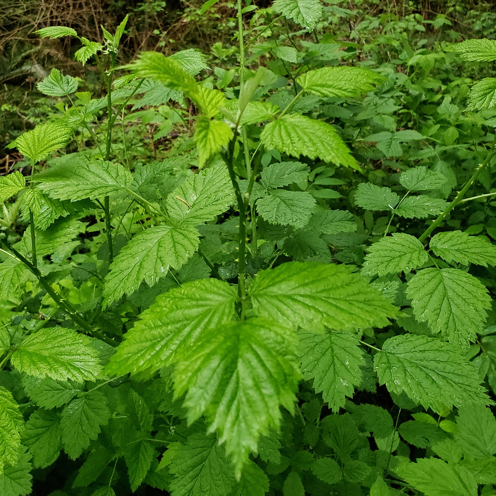 whitebark raspberry from Clallam County, WA, USA on May 5, 2024 at 05: ...