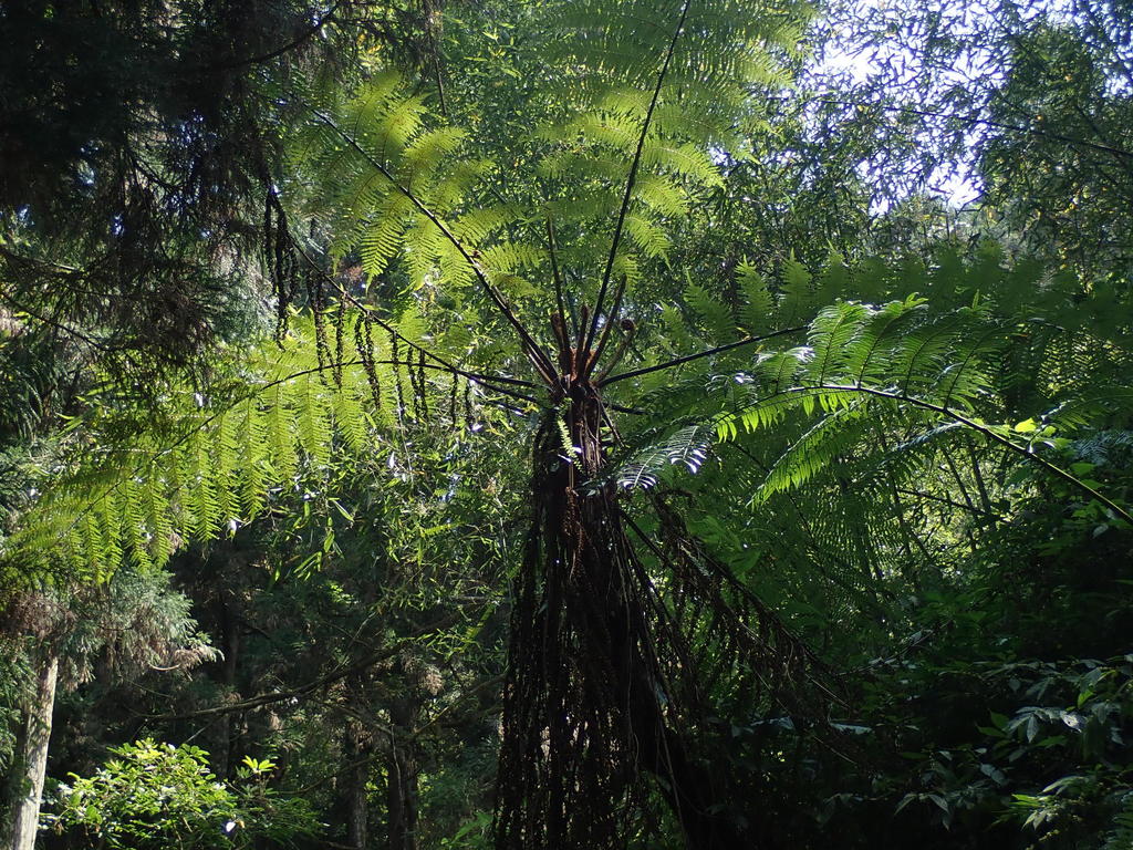 Spiny Tree Fern from 台灣嘉義縣梅山鄉瑞太古道 on April 12, 2019 at 11:30 AM by 謝忠良 ...