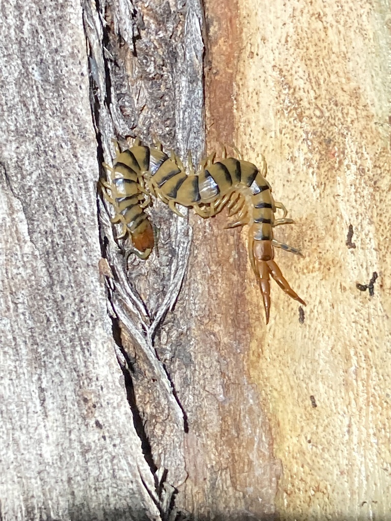 Scolopendrid Centipedes from Townson QLD 4341, Australia on May 4, 2024 ...