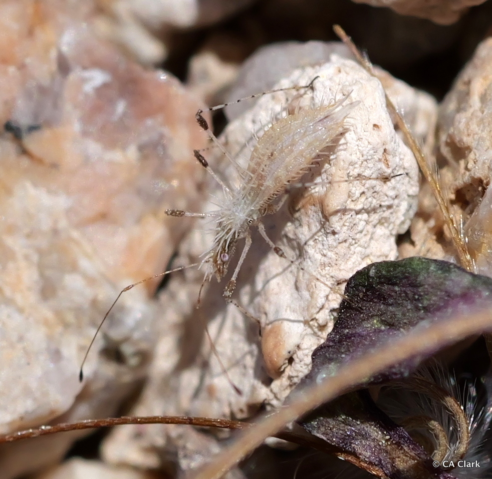 Hoplinus echinatus in April 2024 by sea-kangaroo. Tiny and rather ...