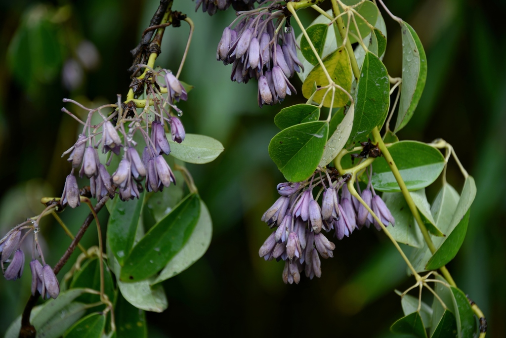 Stauntonia angustifolia - plant details - WorldFloraDB