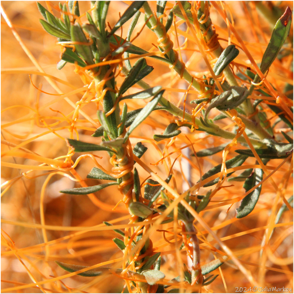 California dodder from Orange County, CA, USA on April 27, 2024 at 06: ...