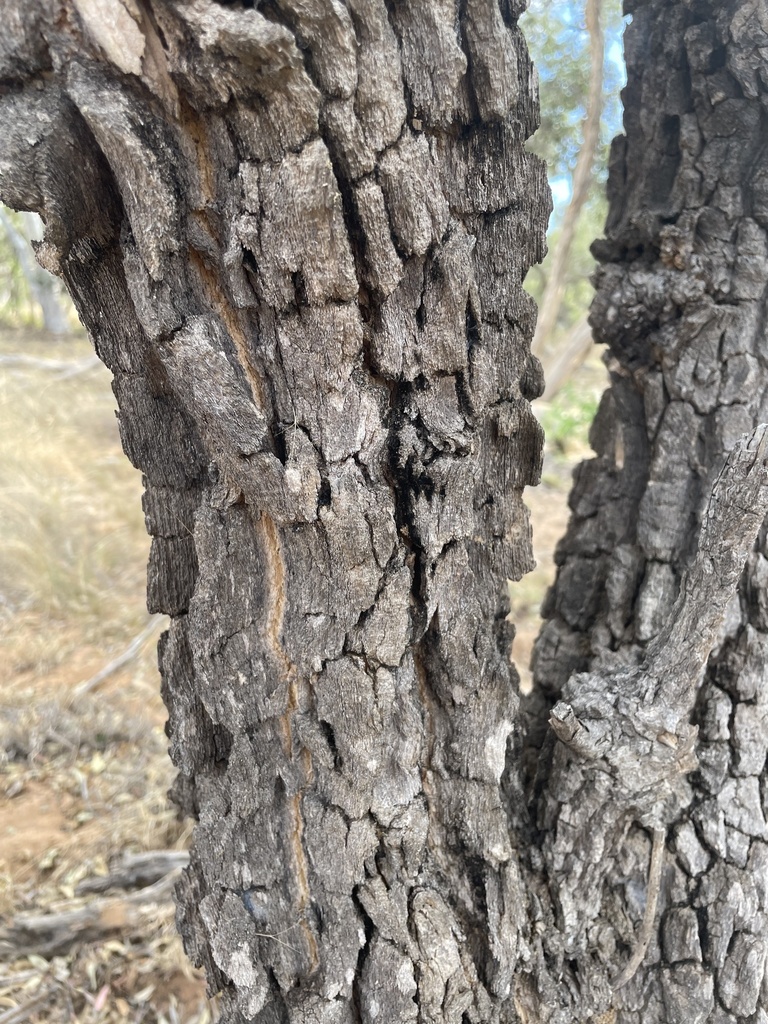 Lolly Bush from Aramac, QLD, AU on May 8, 2024 at 08:44 AM by Allan ...