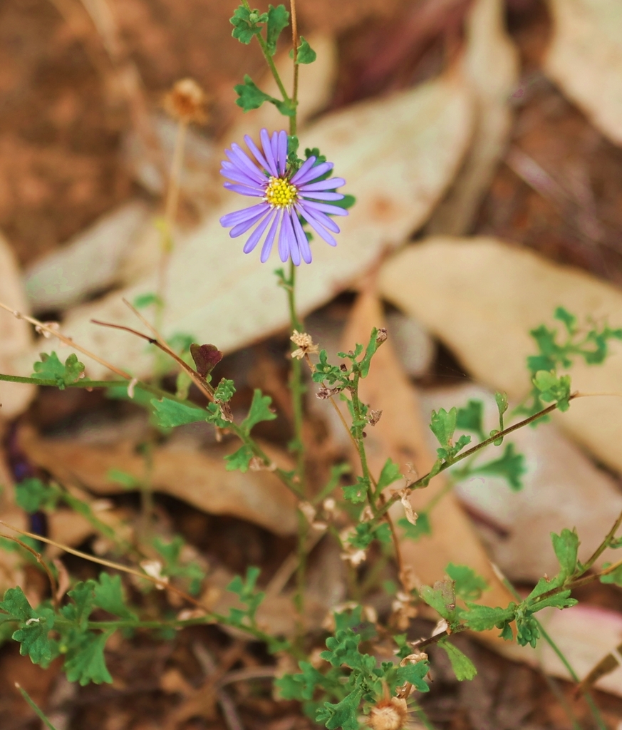 Purple Burr-daisy from Kamarooka VIC 3570, Australia on May 3, 2024 at ...