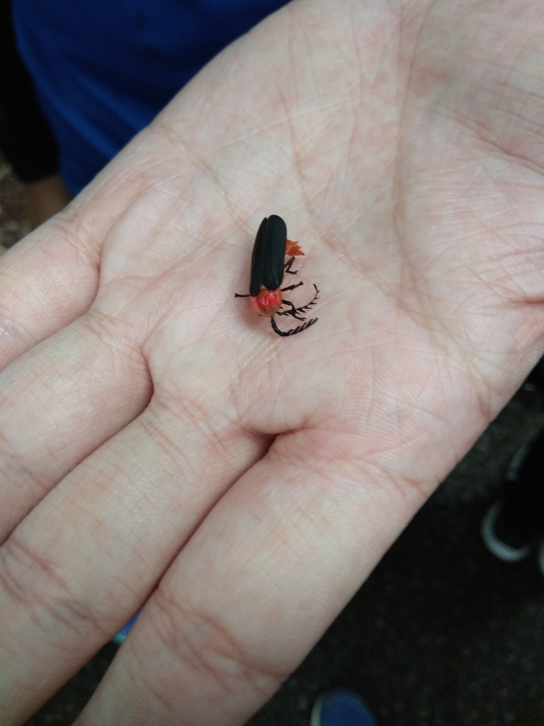 Vesta impressicollis from Nantou, TW-TA, TW on May 4, 2019 at 04:13 PM by 陳陪泛 · iNaturalist