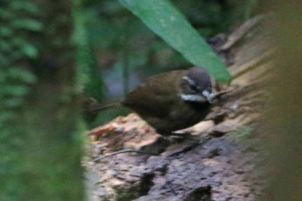 Fernwren from Mount Lewis, Julatten QLD 4871, Australia on May 2, 2021 ...