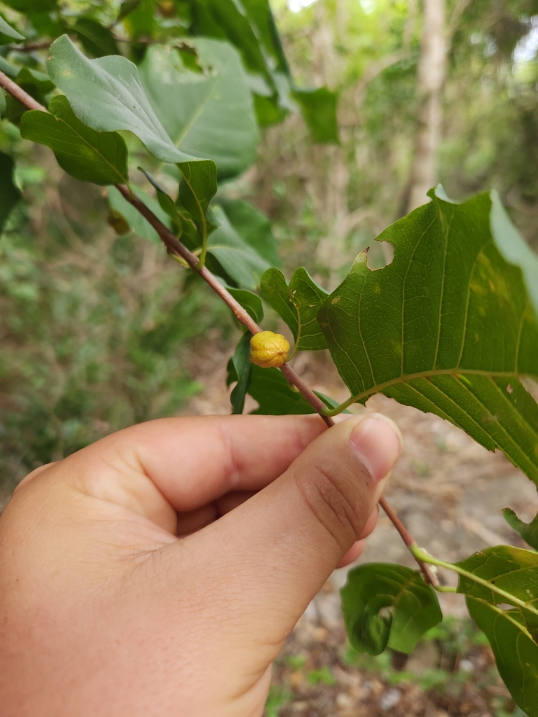 Turraea pubescens from The Caves QLD 4702, Australia on May 6, 2024 at ...