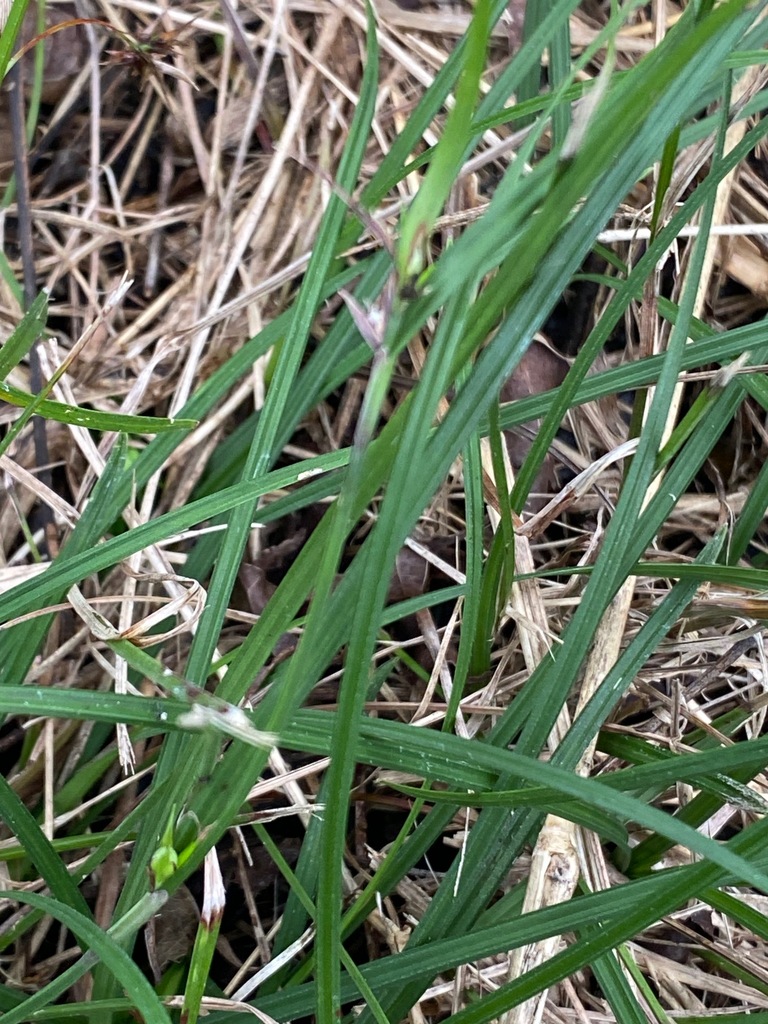 grasses, sedges, cattails, and allies from Wights Mountain QLD 4520 ...