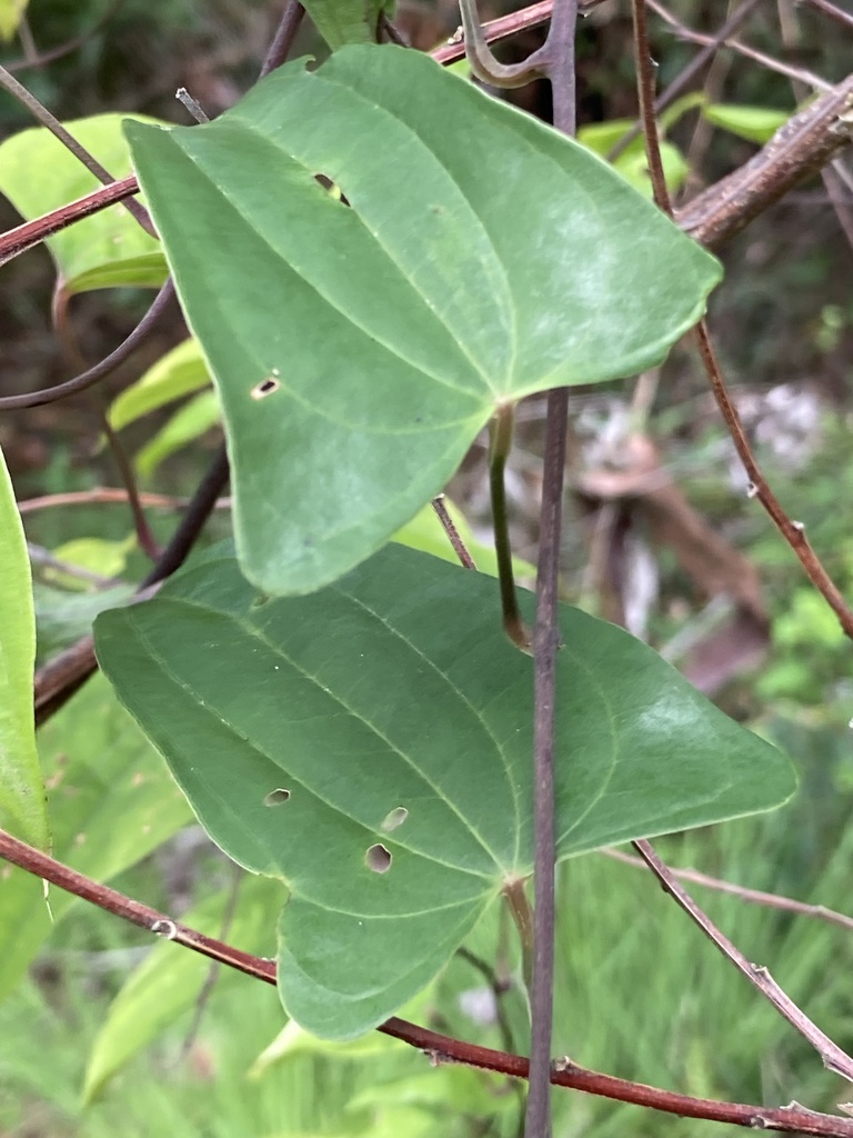 Common Yam Vine from Townson QLD 4341, Australia on May 5, 2024 at 01:29 PM by Dick Copeman ...