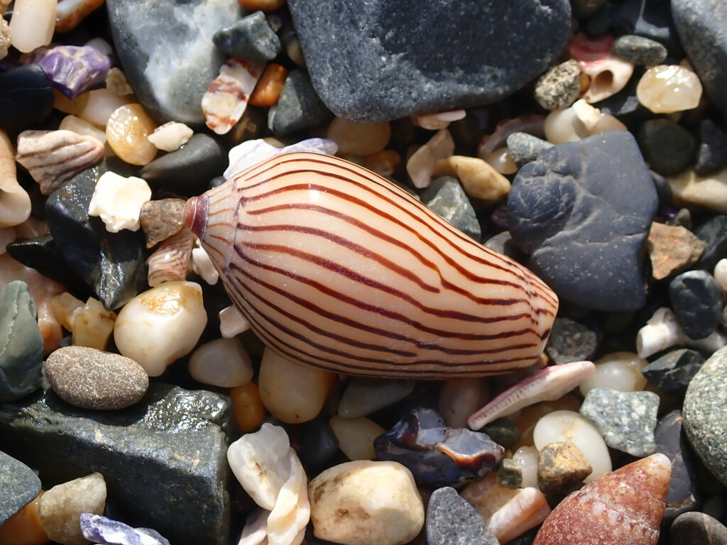 Zebra Volute from Sandy Beach NSW 2456, Australia on May 8, 2024 at 12: ...