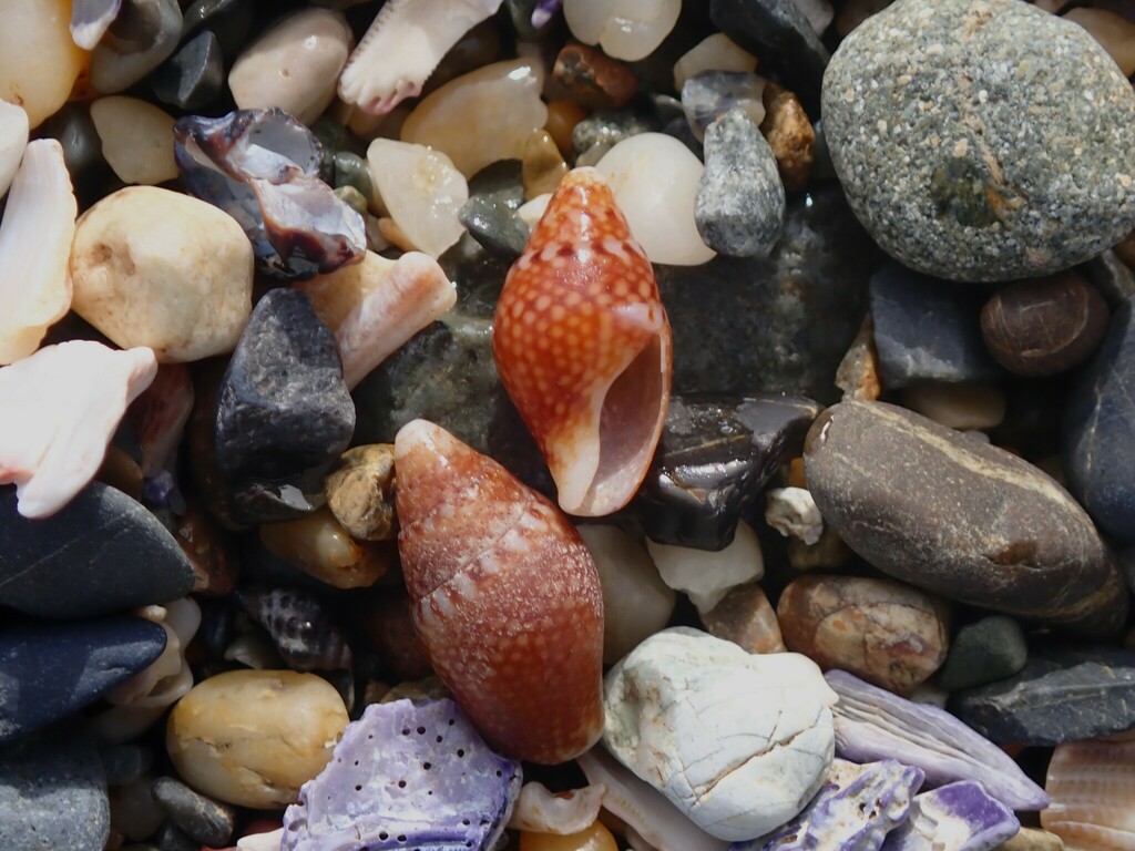 Tortoise Dove Shell from Sandy Beach NSW 2456, Australia on May 8, 2024 ...