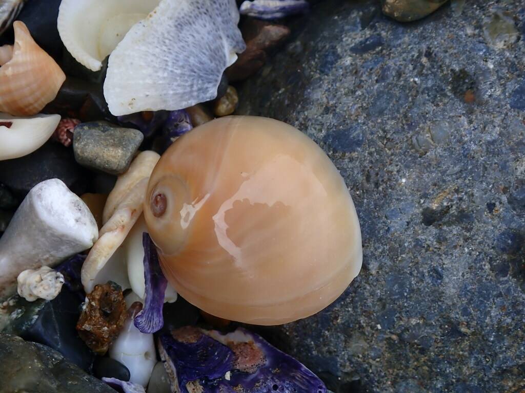 Bladder Moon Snail from Sandy Beach NSW 2456, Australia on May 8, 2024 ...