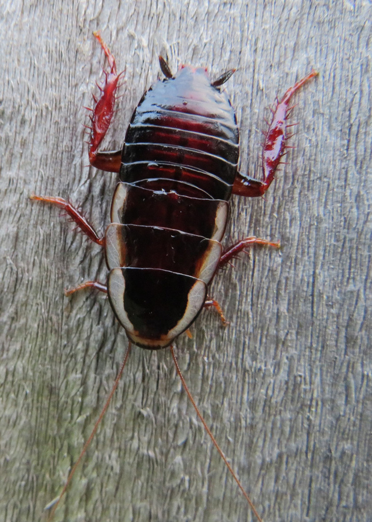 Gisborne Cockroach from Spring Farm, NSW, Australia on May 8, 2024 at ...