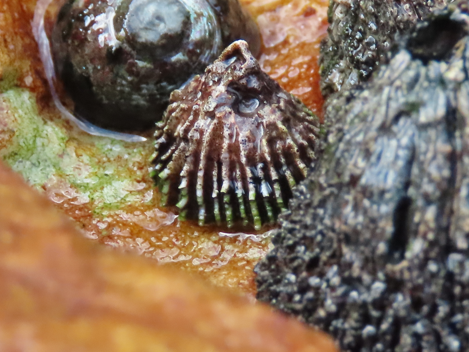 Siphonaria serrata (Fischer von Waldheim, 1807)