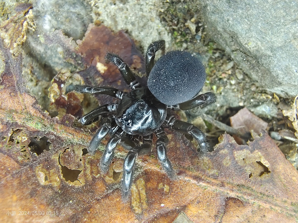 Saddle-legged Trapdoor Spiders from 中国云南省红河哈尼族彝族自治州河口瑶族自治县 on May 3 ...