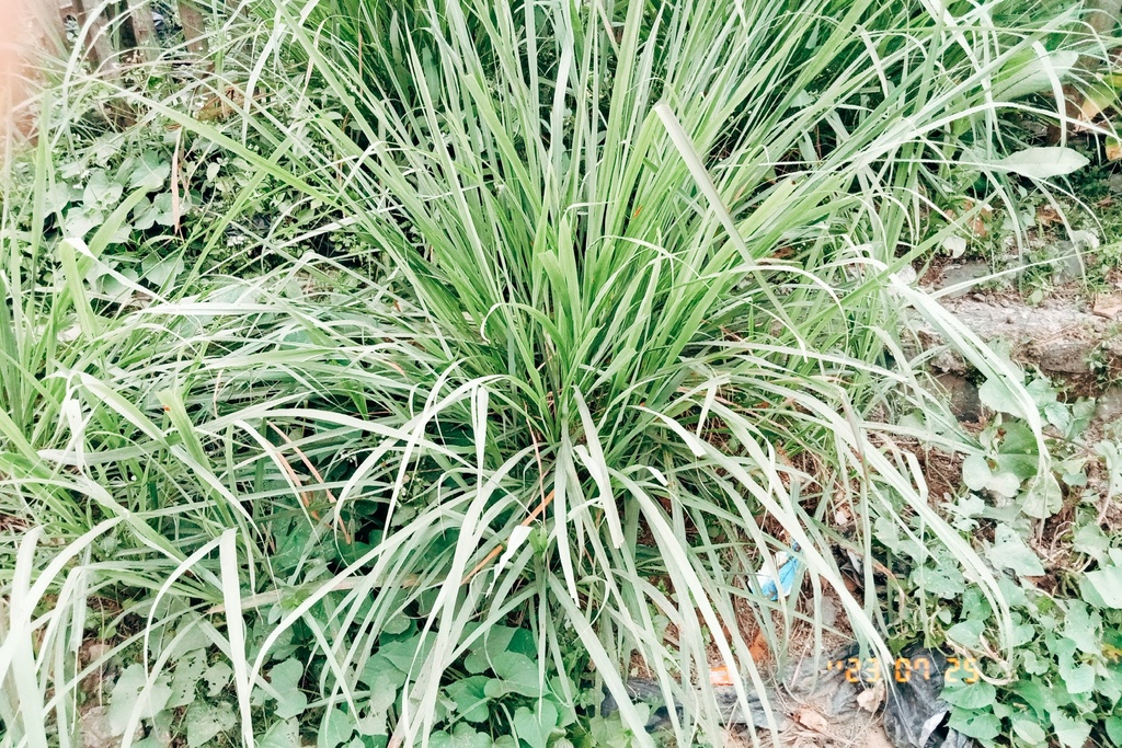 Lemon Grass from Kab. Banjarnegara, Jawa Tengah, Indonesia on July 25 ...