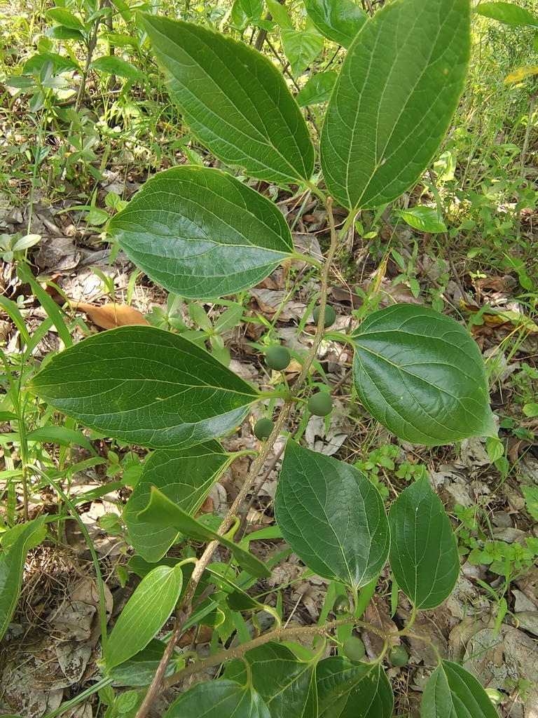Chinese Hackberry from Fuzhou, CN-JX, CN on May 8, 2024 at 03:52 PM by ...