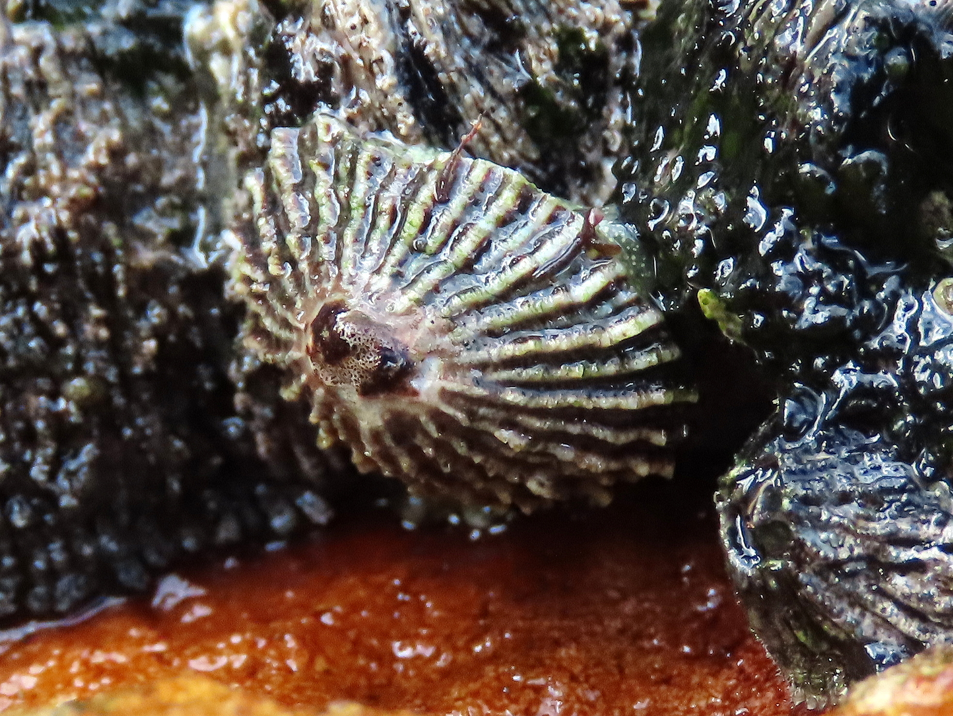 Siphonaria serrata (Fischer von Waldheim, 1807)