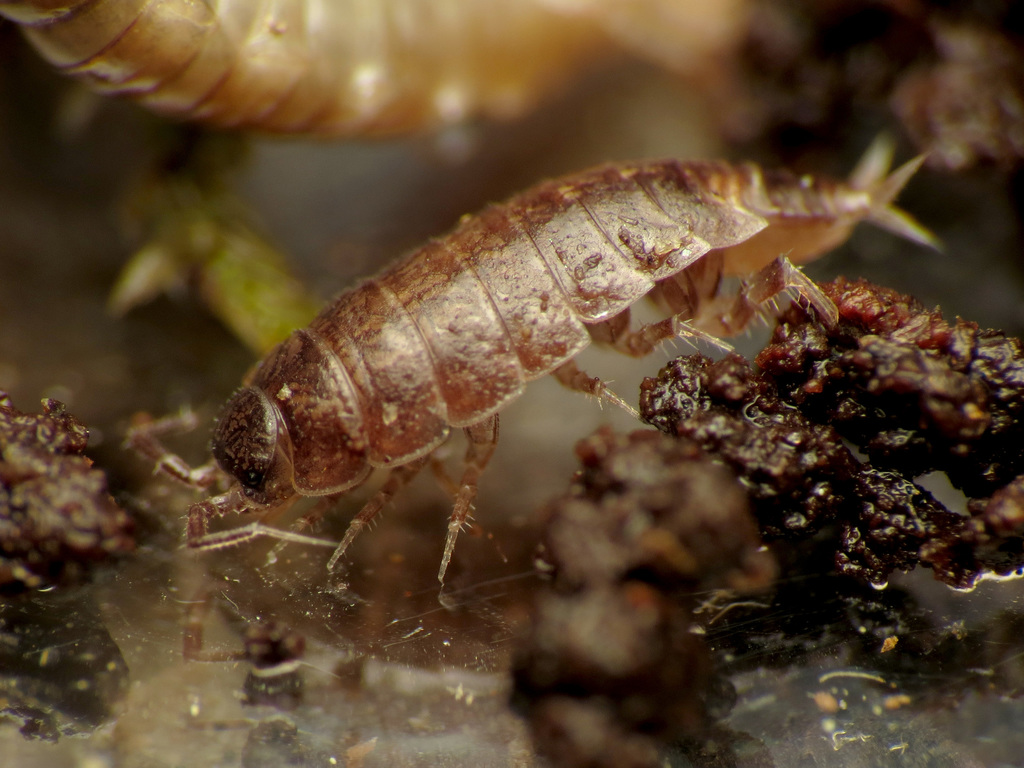 Hyloniscus riparius (Isopods of Germany (Asseln Deutschlands ...
