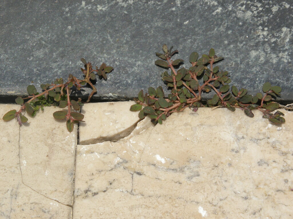 Red Caustic-creeper from Chinauta, La Serena, Fusagasugá, Cundinamarca ...