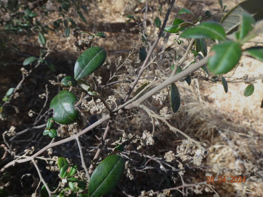 basket bush from Perth WA, Australia on April 26, 2024 at 01:17 PM by ...