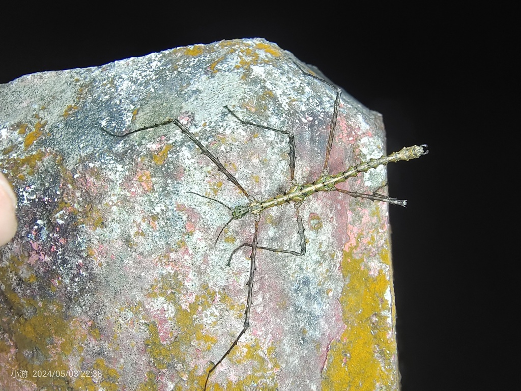 Cnipsomorpha from 中国云南省红河哈尼族彝族自治州屏边苗族自治县 on May 3, 2024 at 10:38 PM by ...