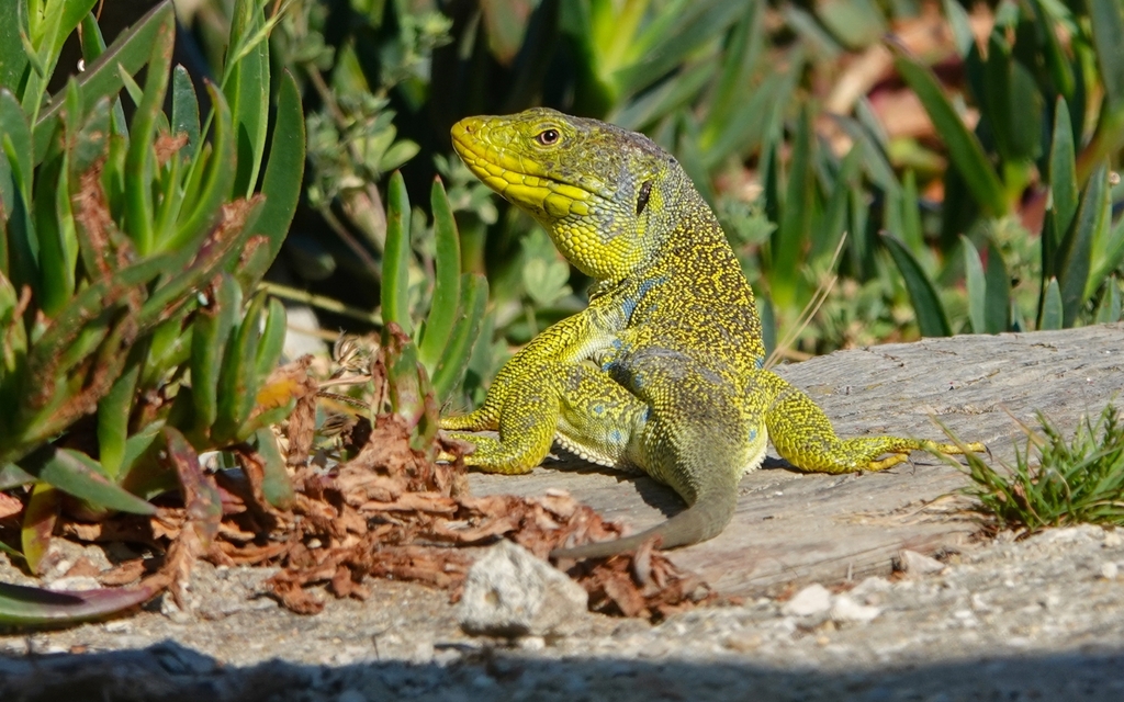 Ocellated lizard from Costa da Caparica, Portugal on May 8, 2024 at 08: ...