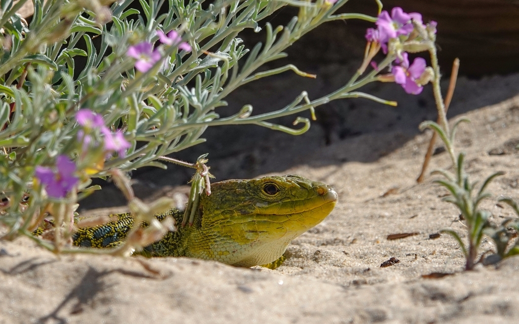 Ocellated lizard from Costa da Caparica, Portugal on May 8, 2024 at 09: ...