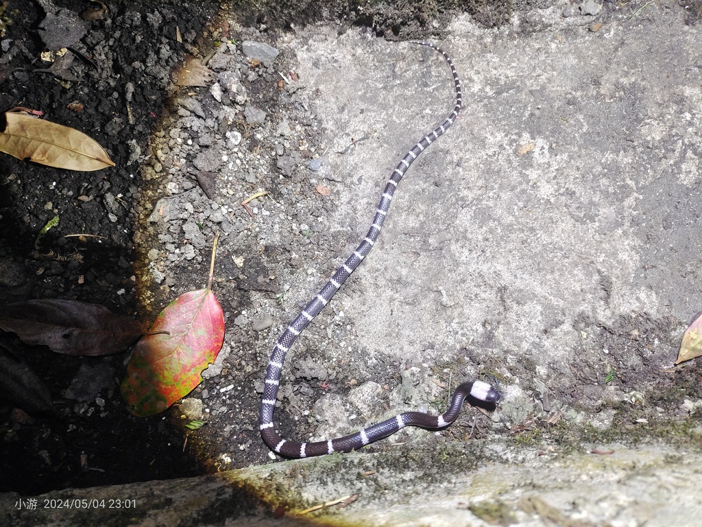 Namdong Wolf Snake from Honghe Hani and Yi, Yunnan, China on May 4 ...