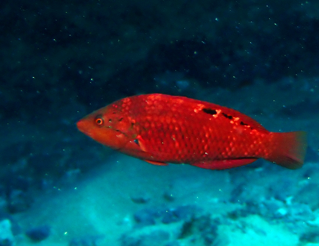 Luculent Wrasse from Norfolk Island on April 11, 2024 at 04:15 PM by ...