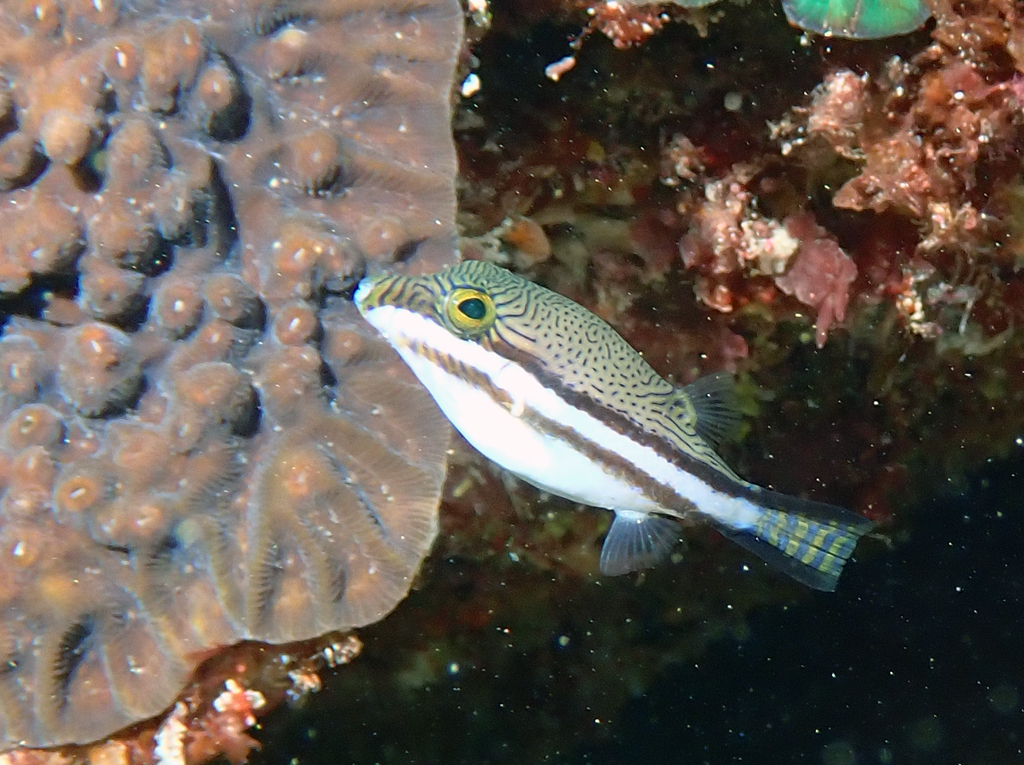 Clown Toby from Norfolk Island on April 11, 2024 at 04:18 PM by Gina ...