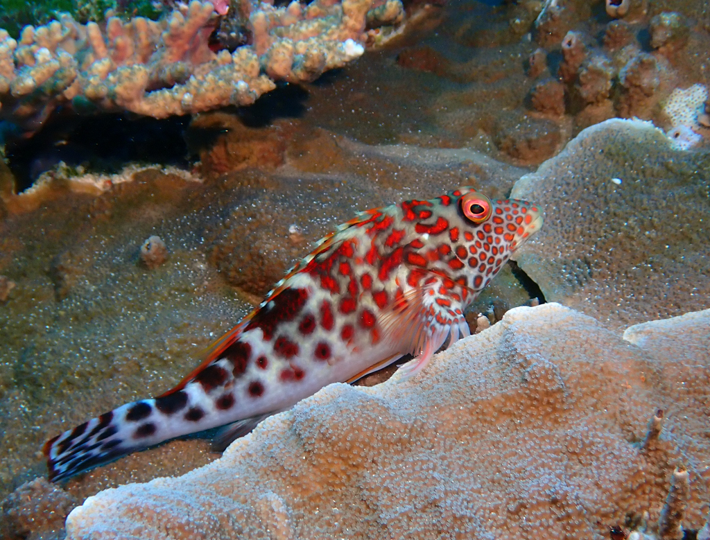 Splendid Hawkfish from Norfolk Island on April 11, 2024 at 04:27 PM by ...
