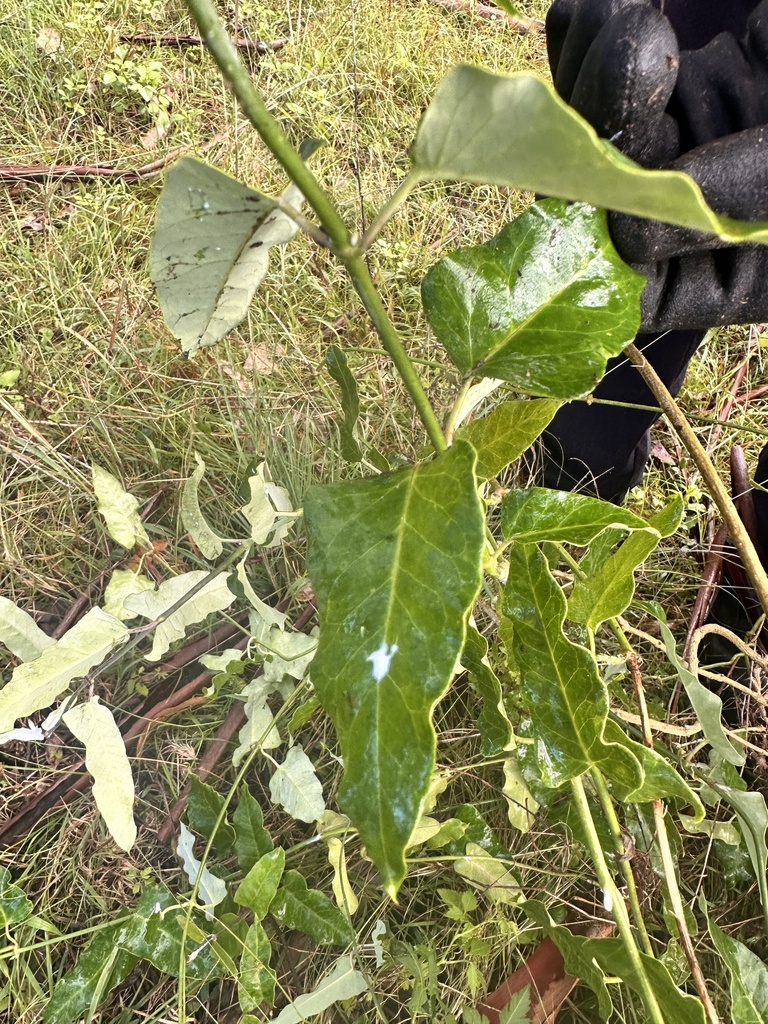 Moth Vine from Eastern Creek, NSW, AU on May 7, 2024 at 09:10 AM by vpg ...