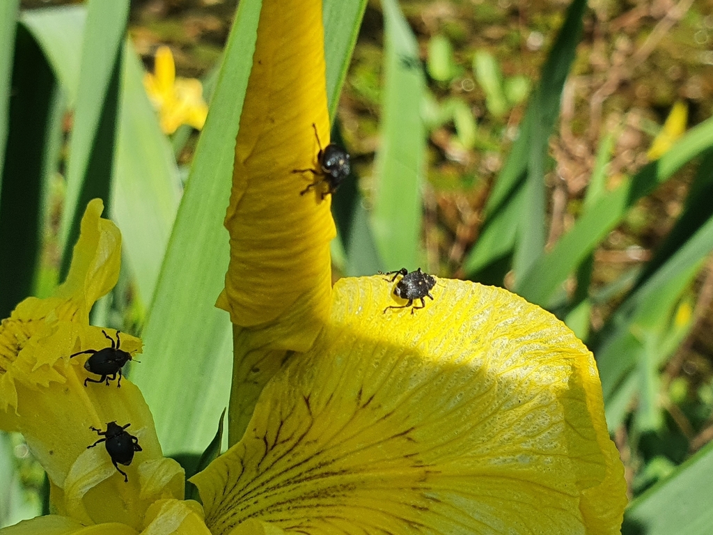 Iris weevil from Jane Holloway Hall, Egham TW20 0EG, UK on May 8, 2024 ...