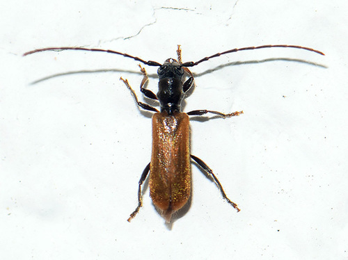 Genus Stenhomalus · iNaturalist