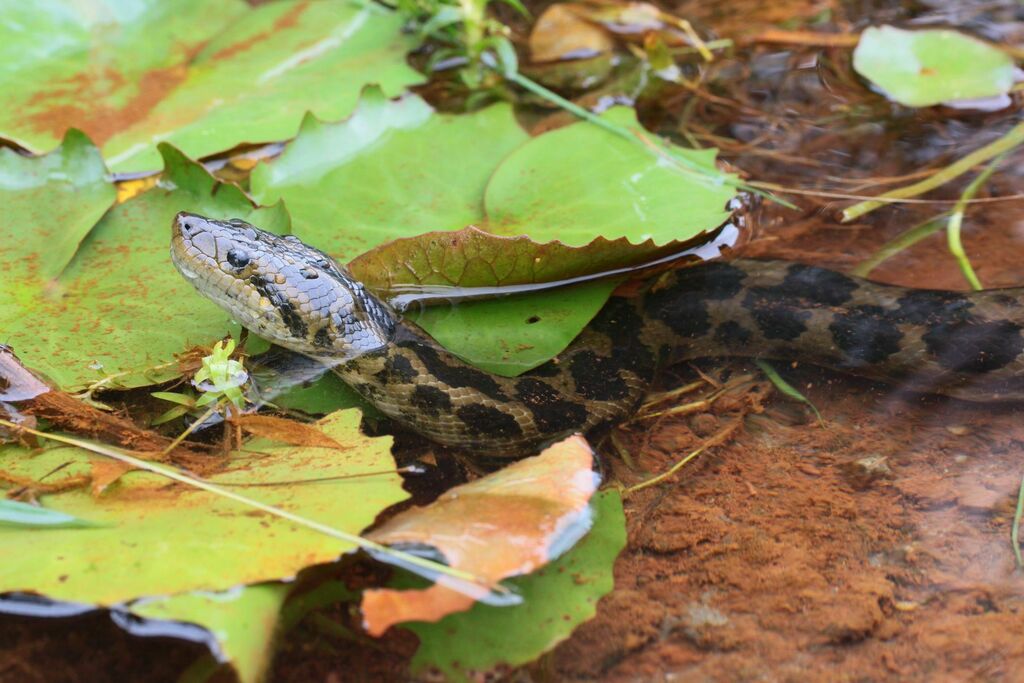 Dark-spotted Anaconda from Remire-Montjoly 97354, Guyane française on ...