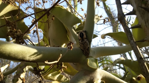 Lycoreus corpulentus · iNaturalist
