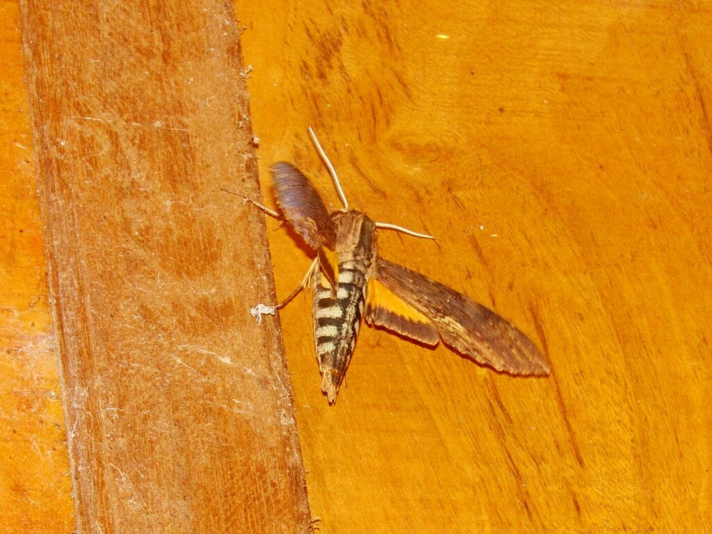 Alope Sphinx from Campo Ramón, Misiones, Argentina on February 13, 2016 ...