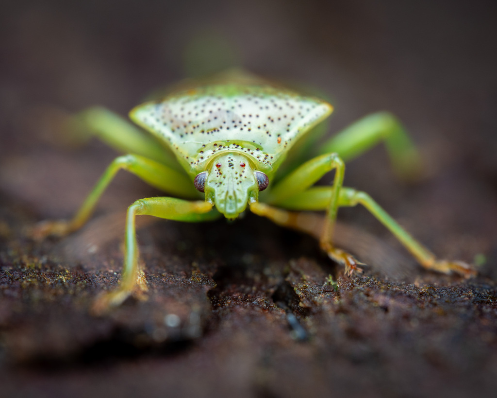 Red-cross Shield Bug in May 2024 by Claus Giloi · iNaturalist