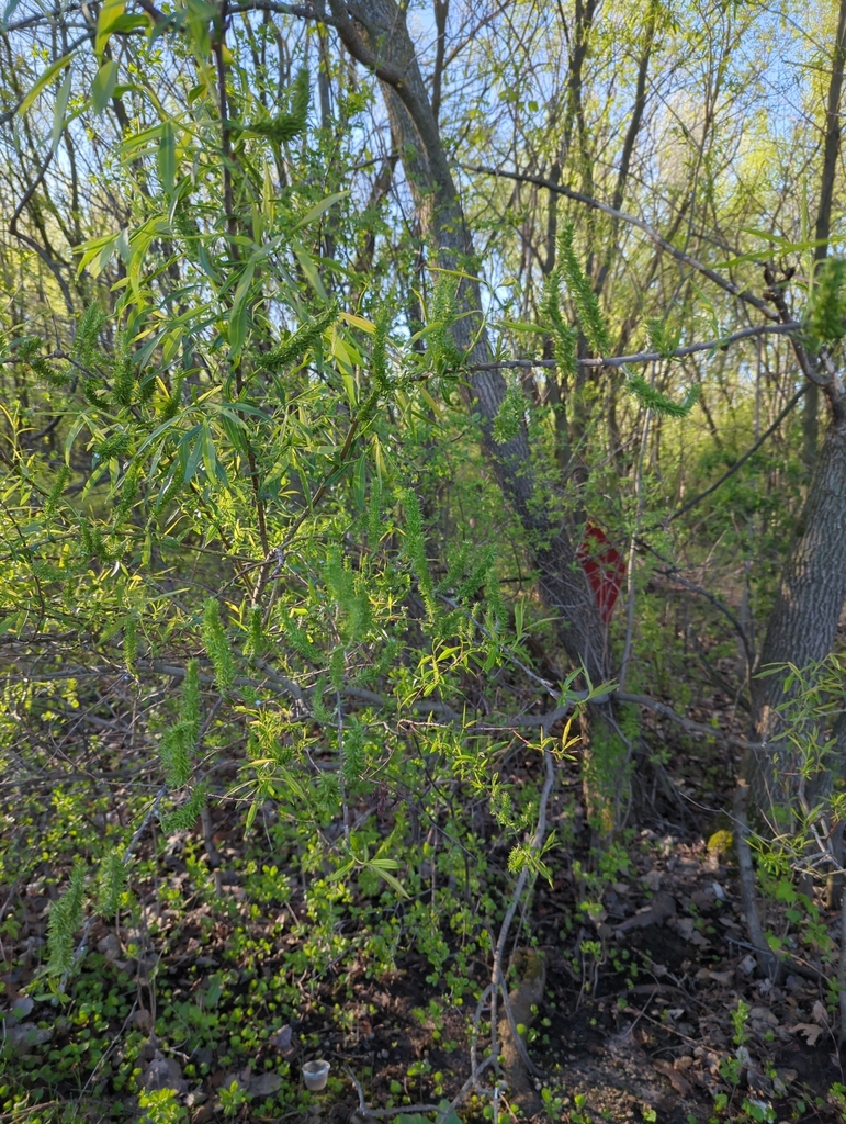 black willow from Owatonna, MN, USA on May 8, 2024 at 07:32 AM by Scott ...