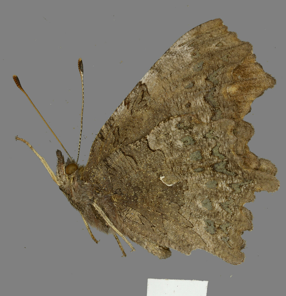 Green Comma from Kootenay Boundary, BC, Canada on August 17, 2006 by ...
