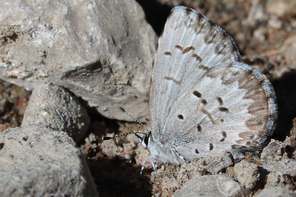 Northern Azure from Kawartha Lakes, ON, Canada on May 6, 2024 at 09:40 ...