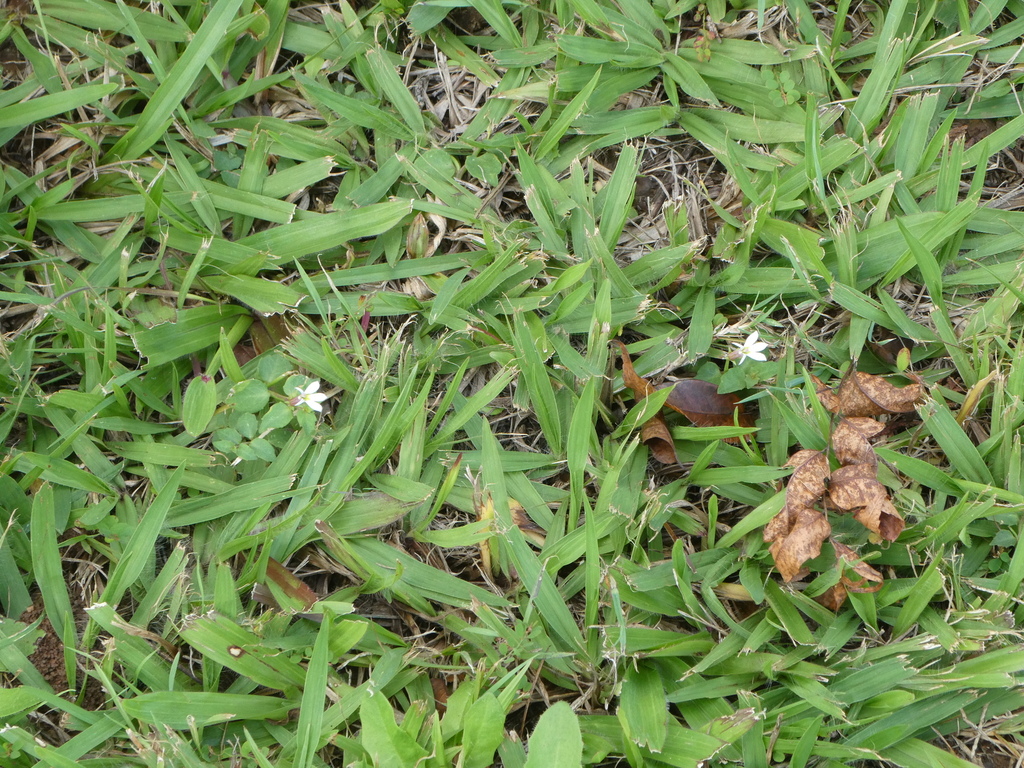 White Root from Brisbane QLD, Australia on May 8, 2024 at 11:49 AM by ...