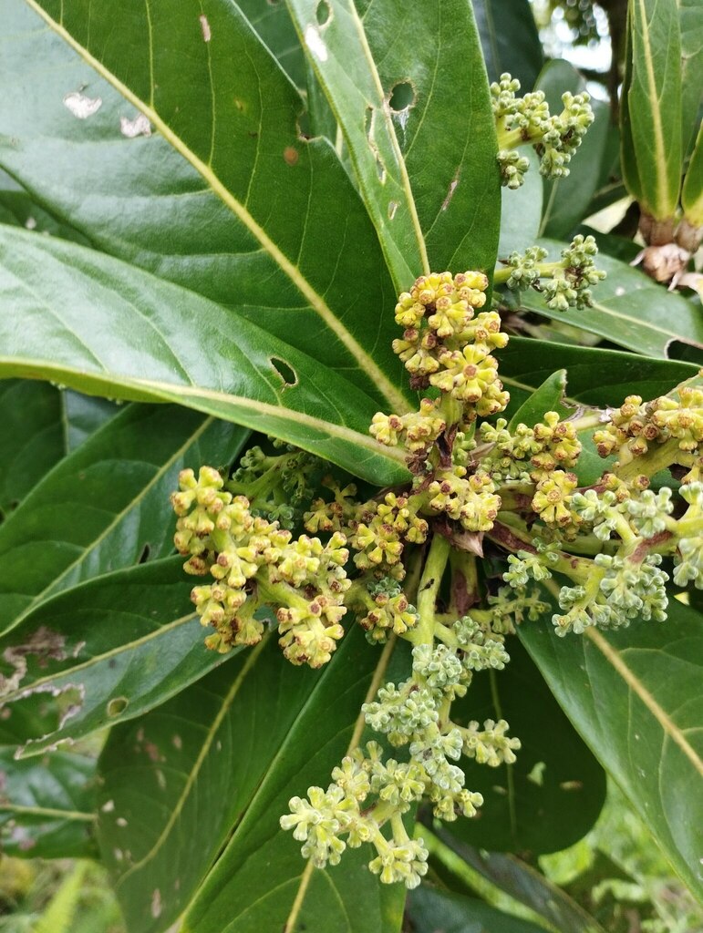Aniba robusta from San Francisco, Cundinamarca, Colombia on November 5 ...