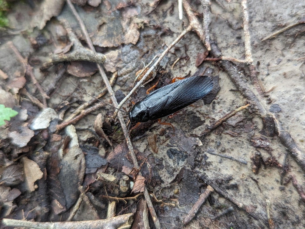 Dark Wood Cockroach from Royse City, TX 75189, USA on May 7, 2024 at 01 ...
