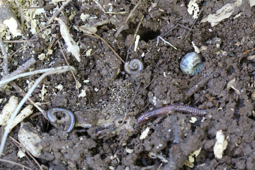 Parajulid millipedes from Baltimore, MD, USA on April 26, 2019 at 10:01 ...