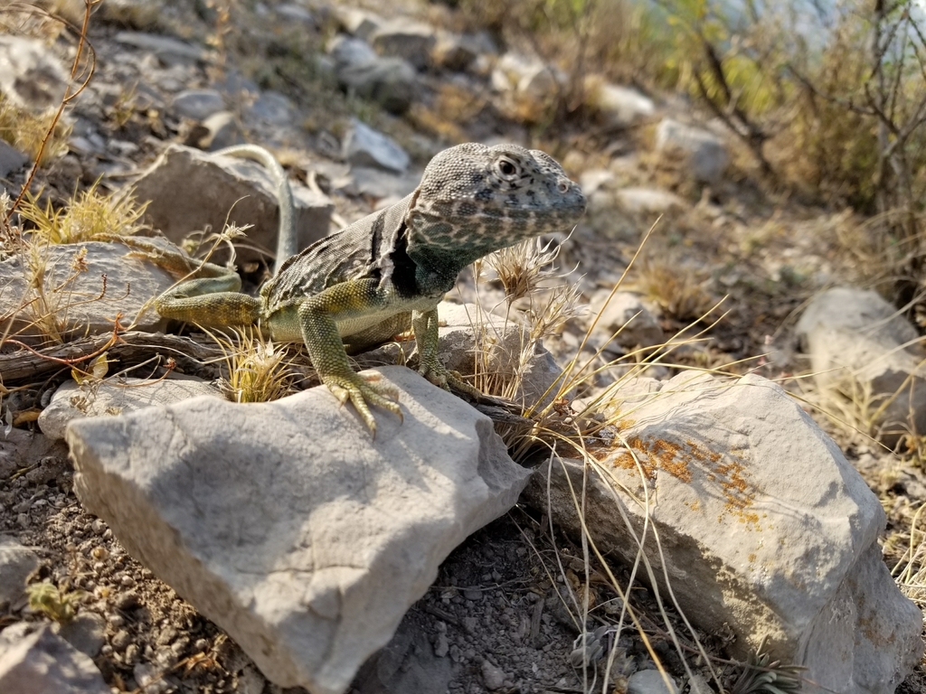 Black-spotted Collared Lizard from Villa Hidalgo, S.L.P., México on May ...
