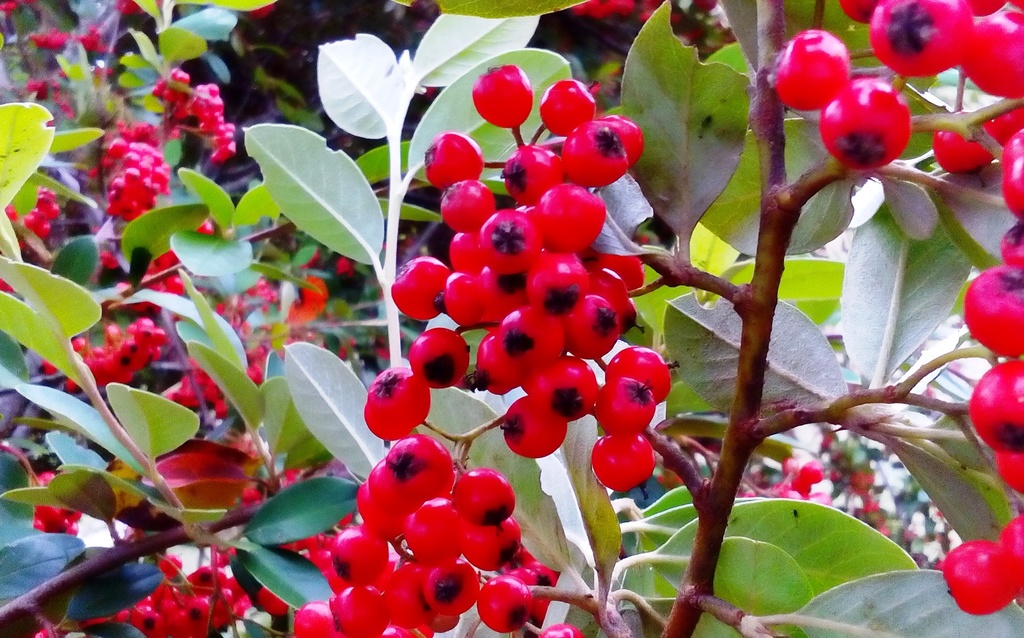 Cotoneaster (Beginners Guide to Canterbury Flora) · BioDiversity4All