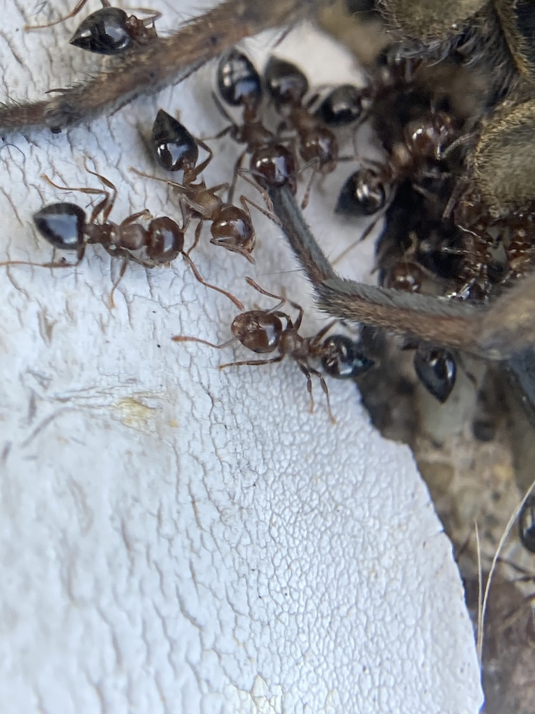 Cherry Acrobat Ant from Washington, PA, US on May 8, 2024 at 09:00 AM ...