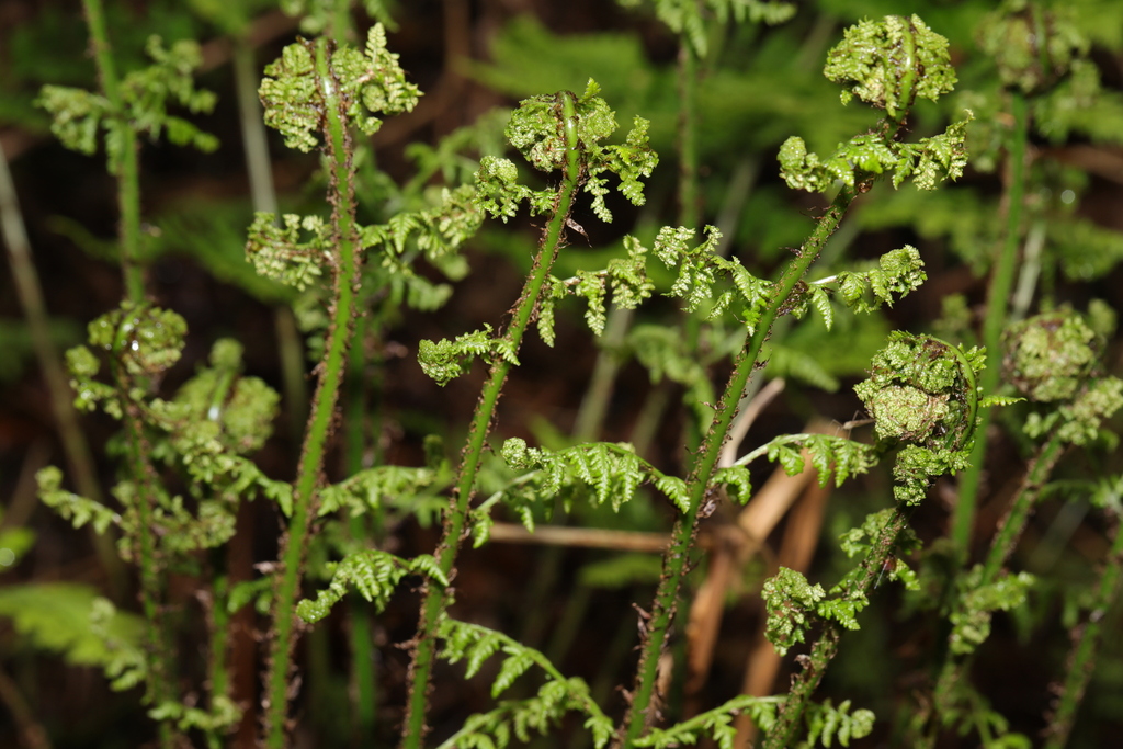 broad buckler-fern from Mere Sands Wood, Holmeswood Road, Ormskirk ...